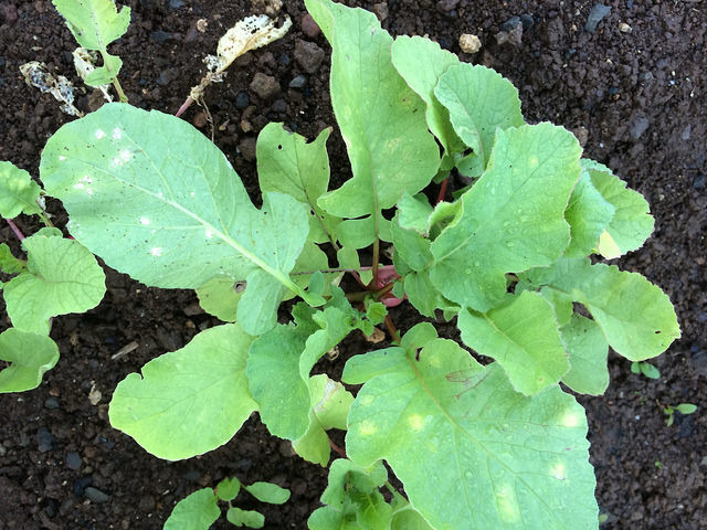 Radish | Diseases and Pests, Description, Uses, Propagation