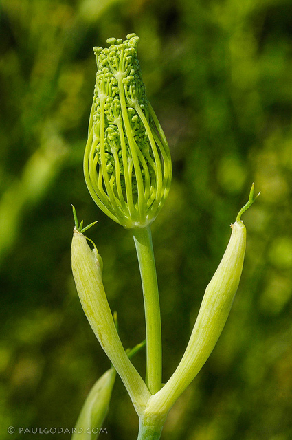 Fennel | Diseases and Pests, Description, Uses, Propagation