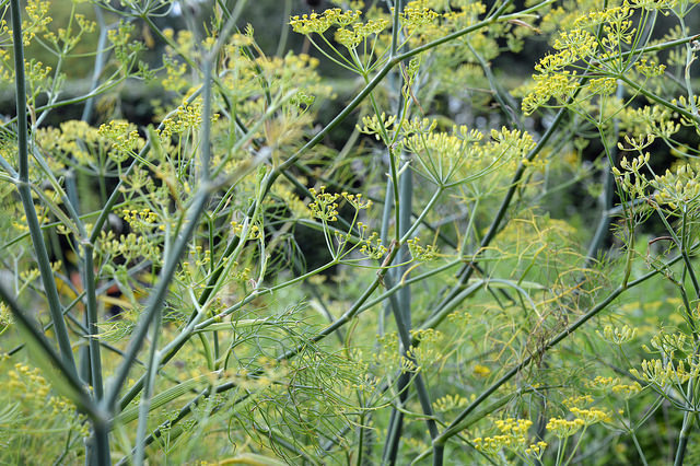 Fennel | Diseases and Pests, Description, Uses, Propagation