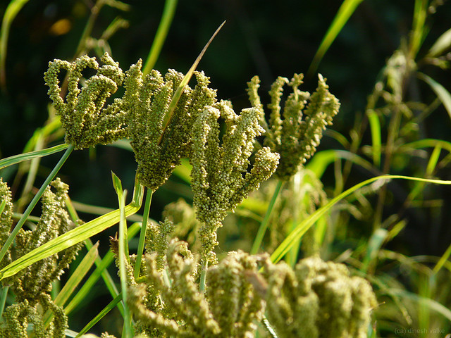 Finger Millet | Diseases and Pests, Description, Uses, Propagation