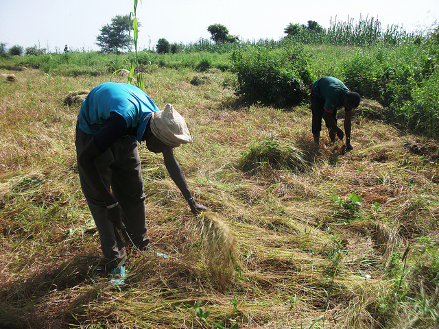 Fonio | Diseases and Pests, Description, Uses, Propagation