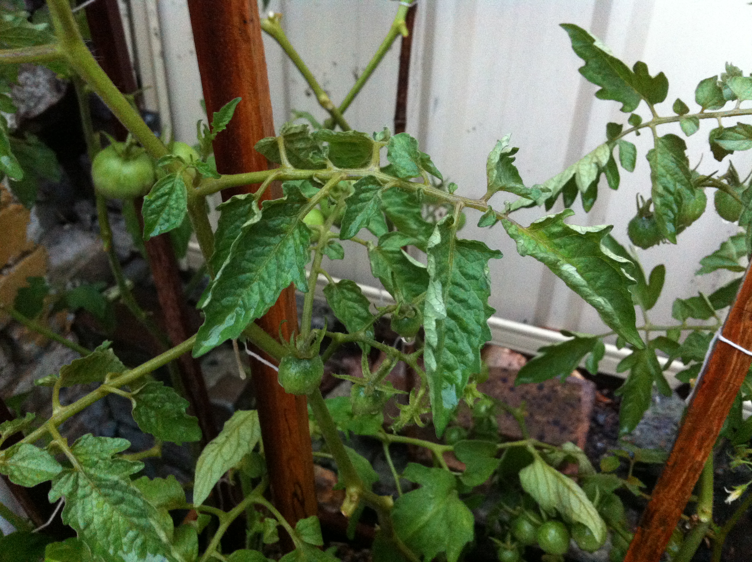Tomato | Can you identify this tomato problem?