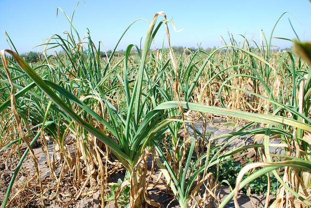 Garlic | Diseases and Pests, Description, Uses, Propagation