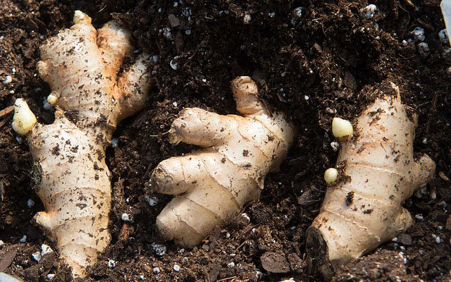 Ginger | Diseases and Pests, Description, Uses, Propagation
