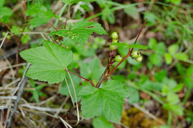 Gooseberry | Diseases and Pests, Description, Uses, Propagation