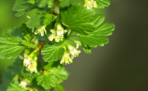 Gooseberry | Diseases and Pests, Description, Uses, Propagation