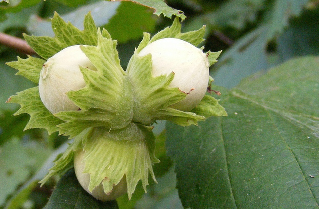 Hazelnut (filbert) | Diseases and Pests, Description, Uses, Propagation