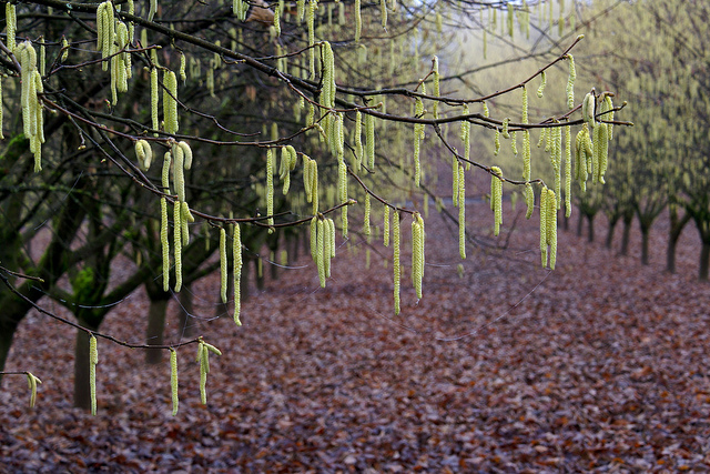 Hazelnut (filbert) | Diseases and Pests, Description, Uses, Propagation