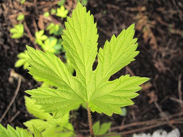 Hop | Diseases and Pests, Description, Uses, Propagation