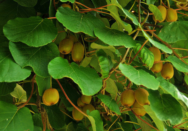Kiwi | Diseases and Pests, Description, Uses, Propagation