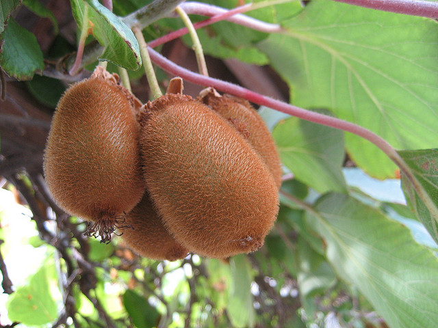 Kiwi | Diseases and Pests, Description, Uses, Propagation