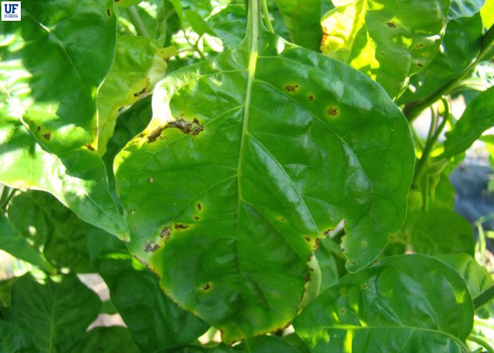 Pepper, bell | Diseases and Pests, Description, Uses, Propagation