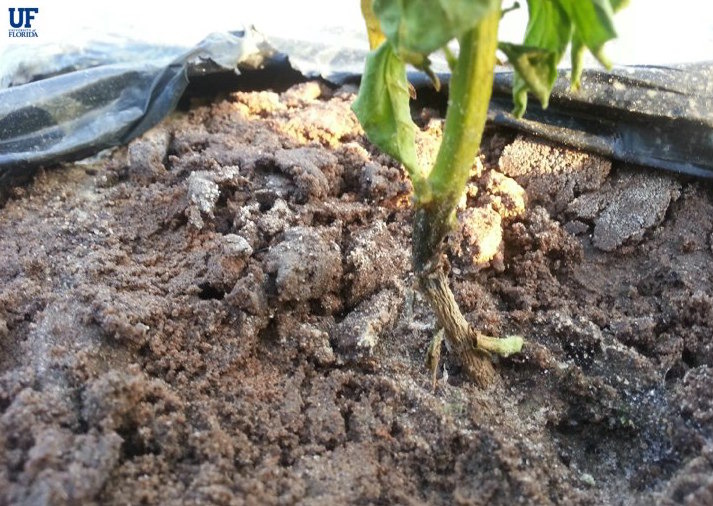 Pepper, bell | Diseases and Pests, Description, Uses, Propagation