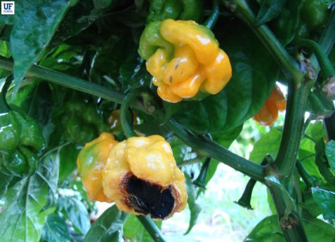 Pepper, bell | Diseases and Pests, Description, Uses, Propagation