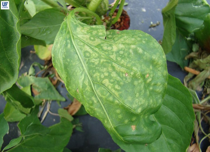 Pepper, bell | Diseases and Pests, Description, Uses, Propagation