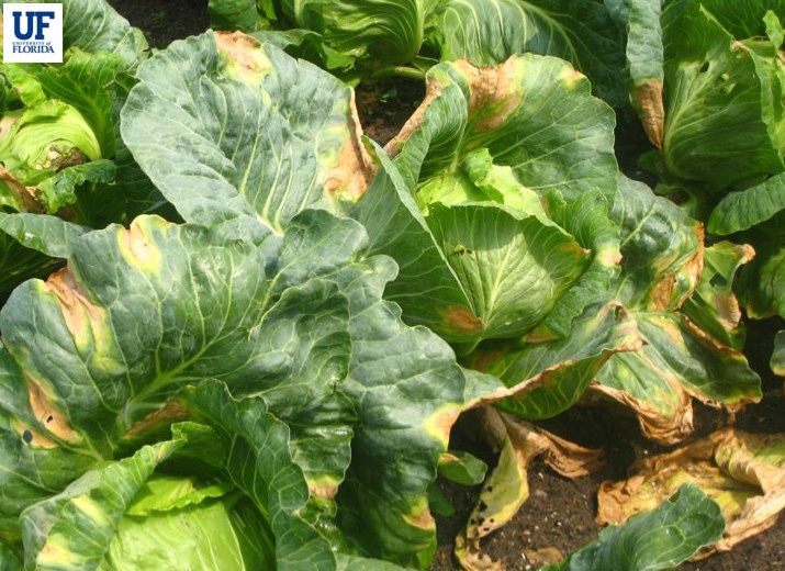 Cabbage (red, white, Savoy) | Diseases and Pests, Description, Uses ...