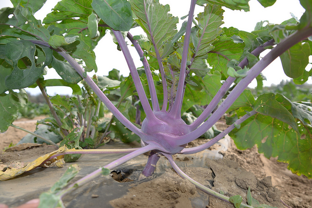 Kohlrabi | Diseases and Pests, Description, Uses, Propagation
