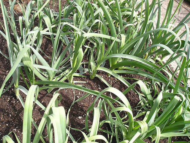 Leek | Diseases and Pests, Description, Uses, Propagation