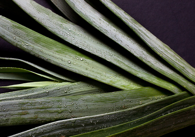 Leek | Diseases and Pests, Description, Uses, Propagation
