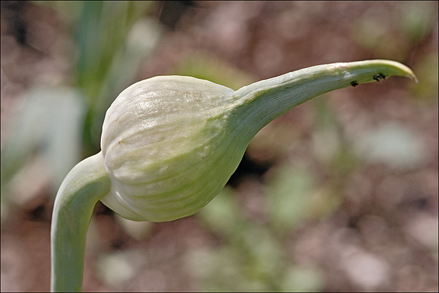 Leek | Diseases and Pests, Description, Uses, Propagation