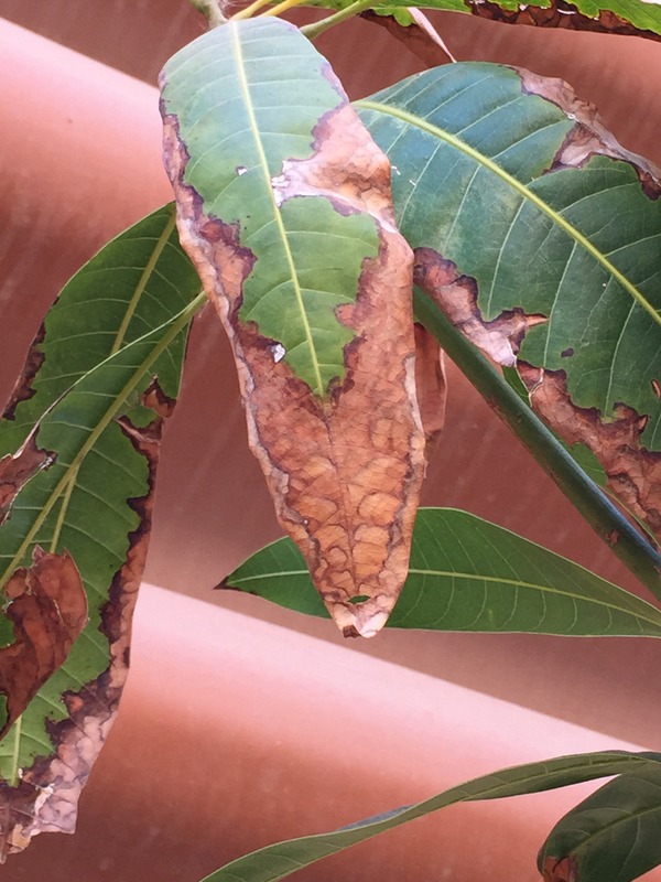 Mango | Edges of mango leaves turning brown and dry