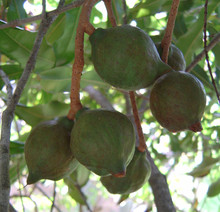 Macadamia | Diseases and Pests, Description, Uses, Propagation