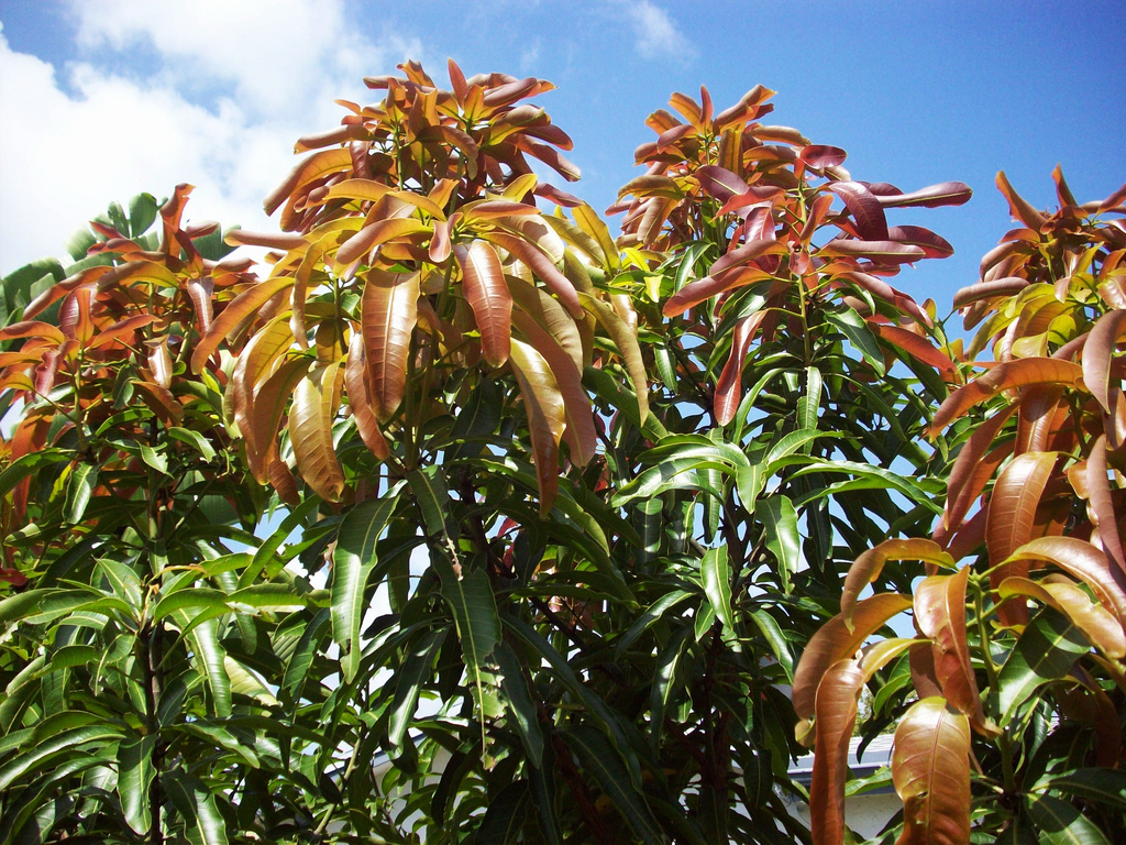 Mango | Diseases and Pests, Description, Uses, Propagation