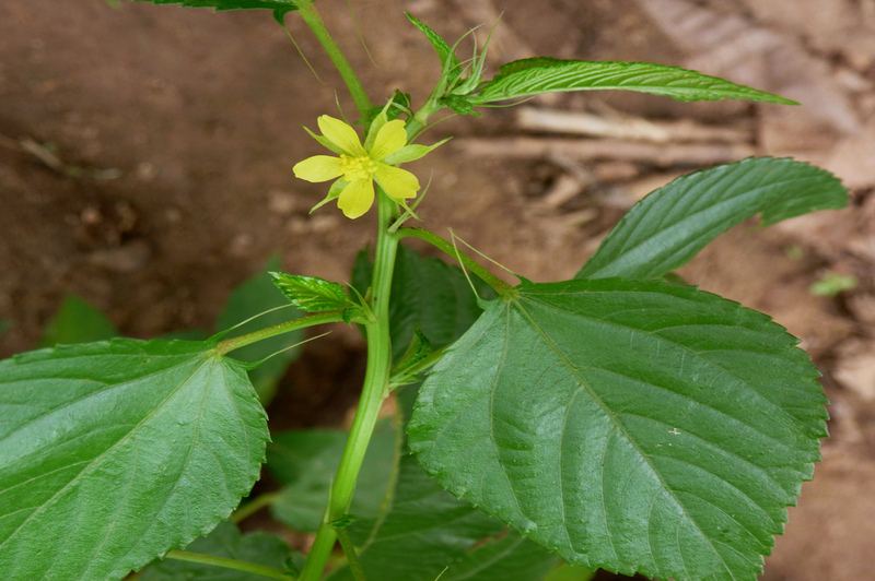 Molokhia (Mallow) | Diseases and Pests, Description, Uses, Propagation