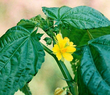 Molokhia (Mallow) | Diseases and Pests, Description, Uses, Propagation