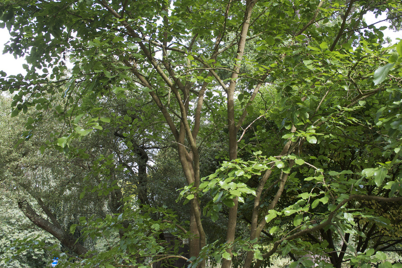 Mulberry | Diseases and Pests, Description, Uses, Propagation