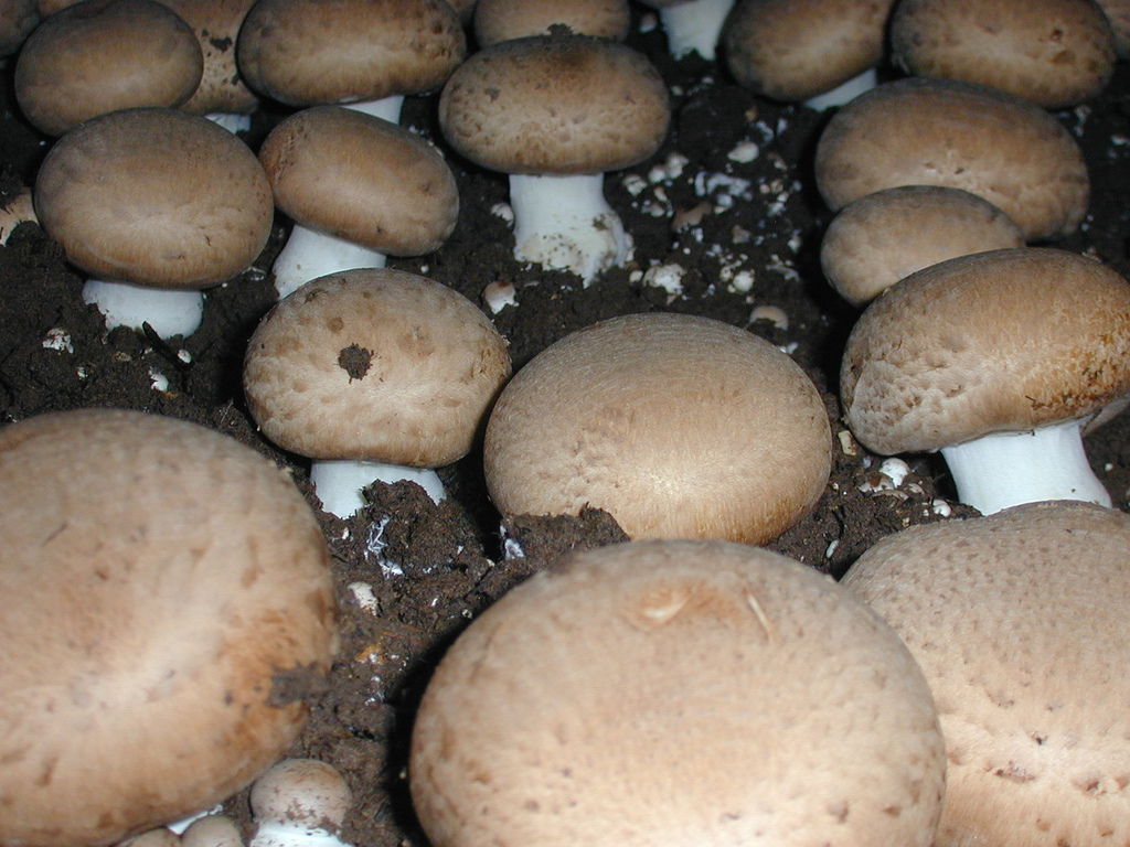 Mushrooms | Diseases and Pests, Description, Uses, Propagation