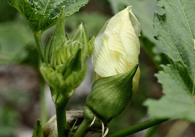 Okra | Diseases and Pests, Description, Uses, Propagation