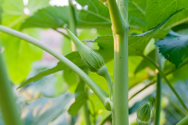 Okra | Diseases and Pests, Description, Uses, Propagation