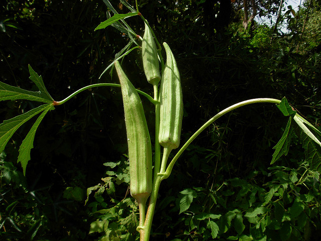Okra | Diseases and Pests, Description, Uses, Propagation