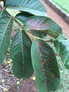 Guava | Disease of guava