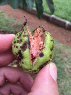 Guava | Disease of guava
