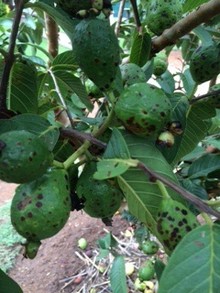 Guava | Disease of guava