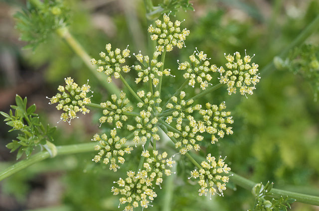 Parsley | Diseases and Pests, Description, Uses, Propagation