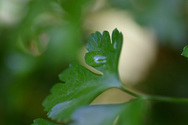 Parsley | Diseases and Pests, Description, Uses, Propagation