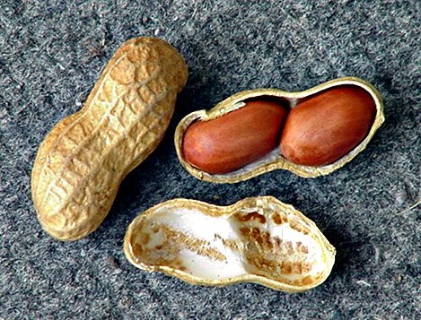 Peanut (groundnut) | Diseases and Pests, Description, Uses, Propagation