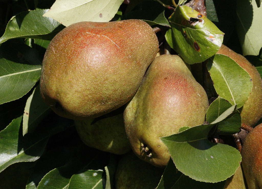Pear | Diseases and Pests, Description, Uses, Propagation