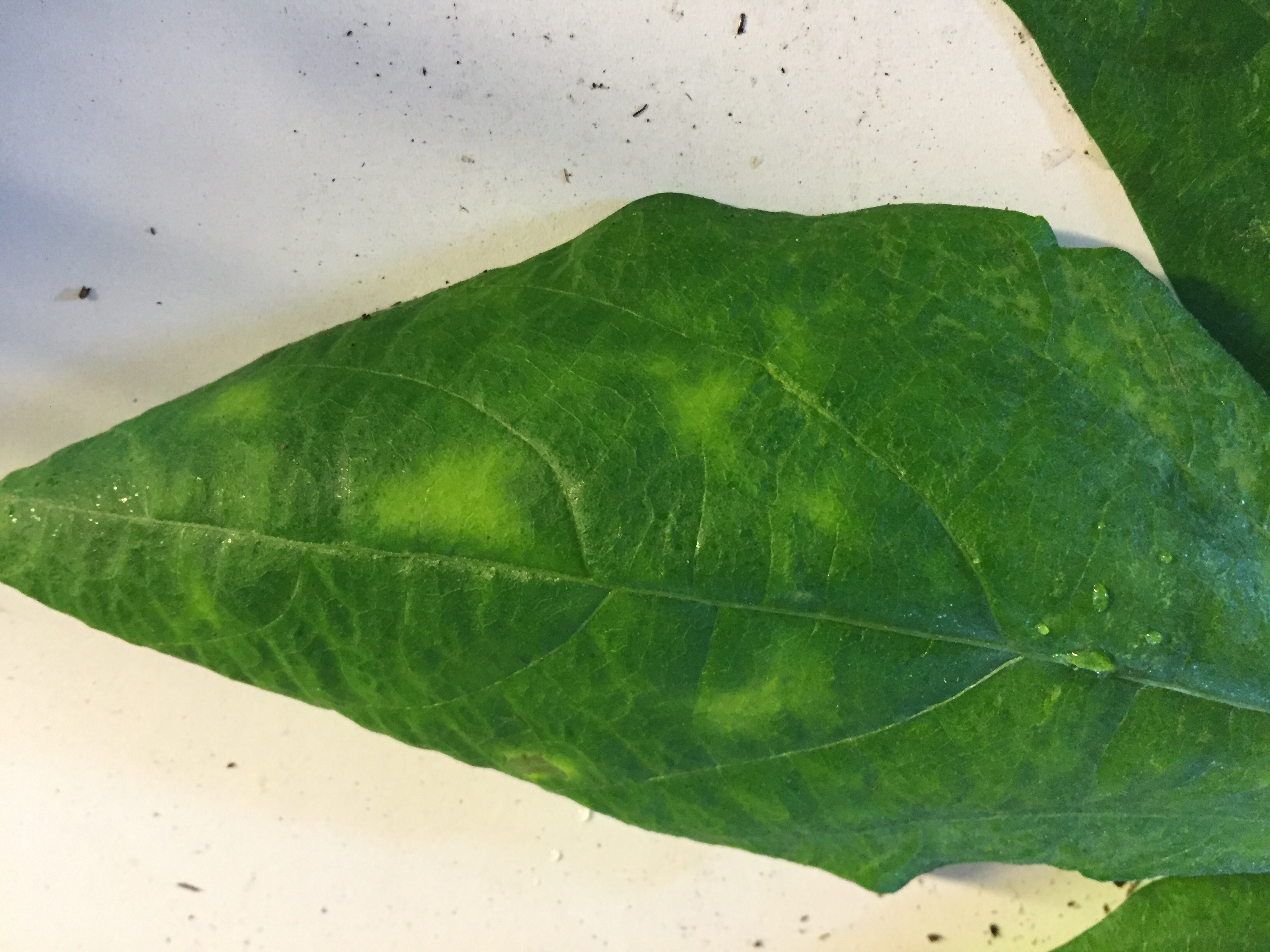 Bean | Bean problems