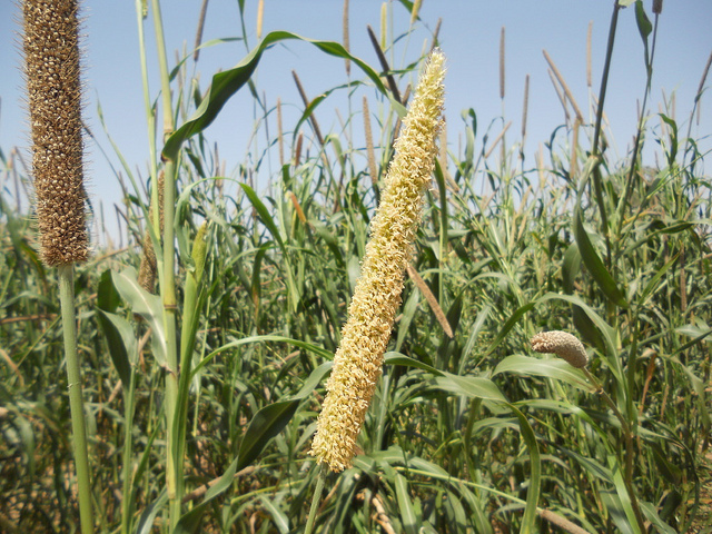 Pearl Millet | Diseases and Pests, Description, Uses, Propagation