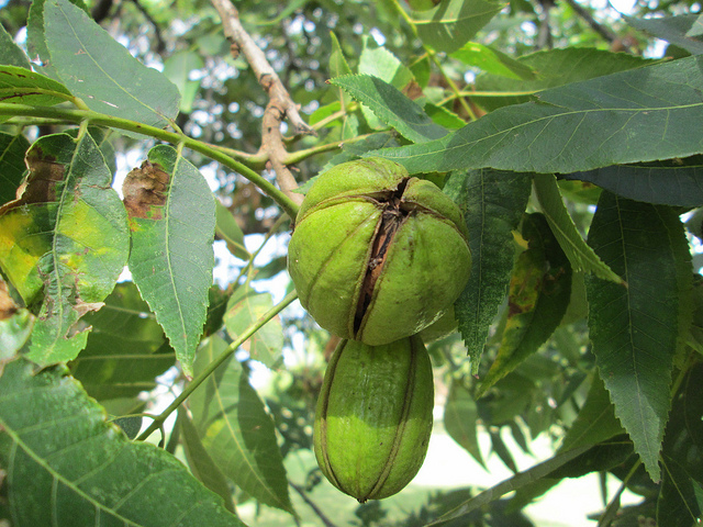 Pecan | Diseases and Pests, Description, Uses, Propagation