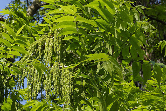 Pecan | Diseases and Pests, Description, Uses, Propagation