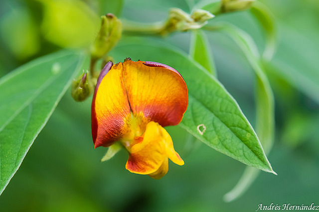 Pigeon pea | Diseases and Pests, Description, Uses, Propagation