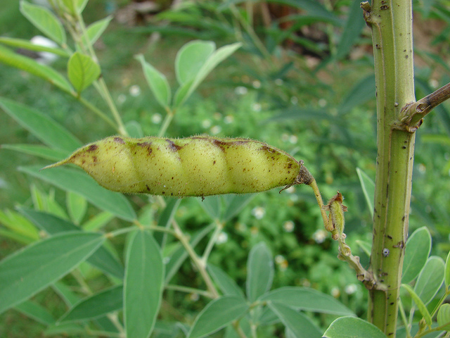 Pigeon pea | Diseases and Pests, Description, Uses, Propagation