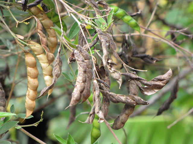 Pigeon pea | Diseases and Pests, Description, Uses, Propagation