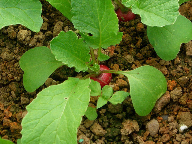 Radish | Diseases and Pests, Description, Uses, Propagation