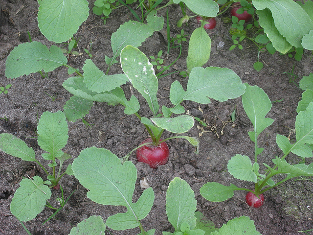 Radish | Diseases and Pests, Description, Uses, Propagation